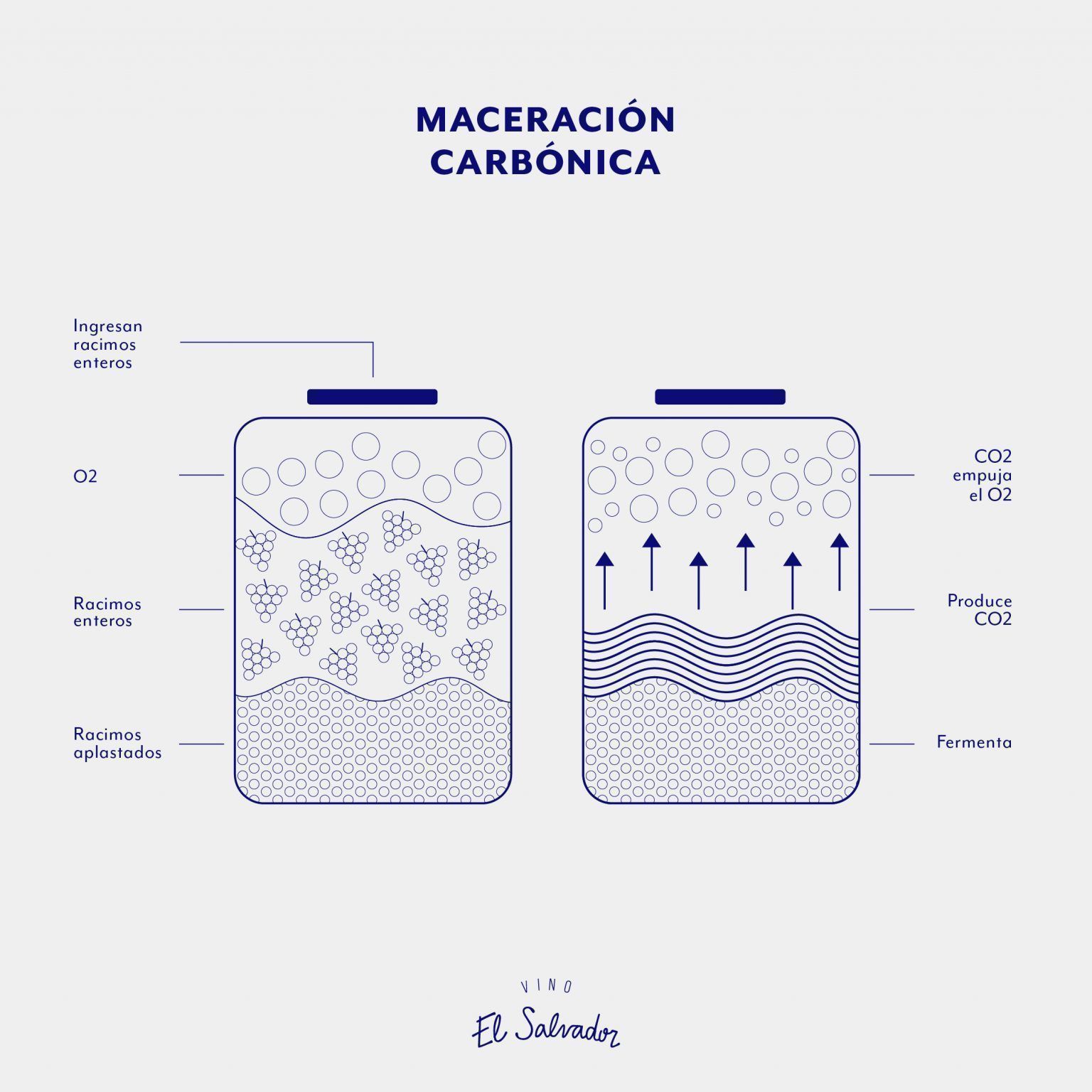 3 Vinos de Maceración Carbónica » Nicolás Orsini Blog