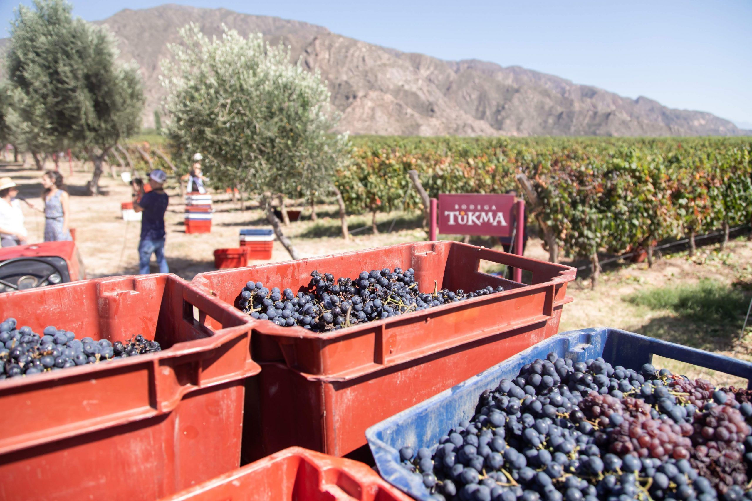 Vendimia en Bodega Tukma | Nicolás Orsini Blog